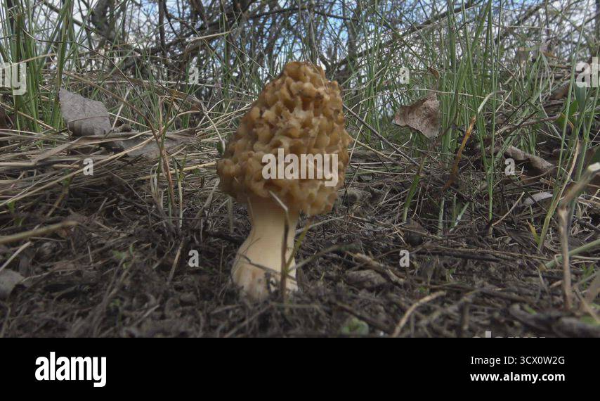Morchella esculenta, (commonly known as common morel, yellow morel ...