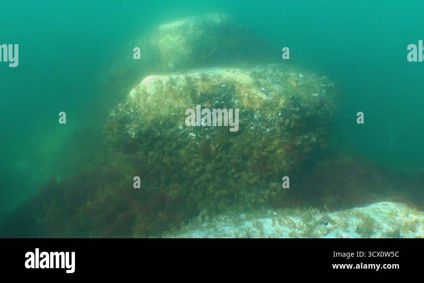 Red and green algae (Porphira and Enteromorpha) in the winter at the ...