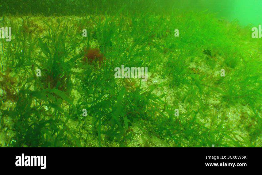 Red and green algae (Porphira and Enteromorpha) in the winter at the ...