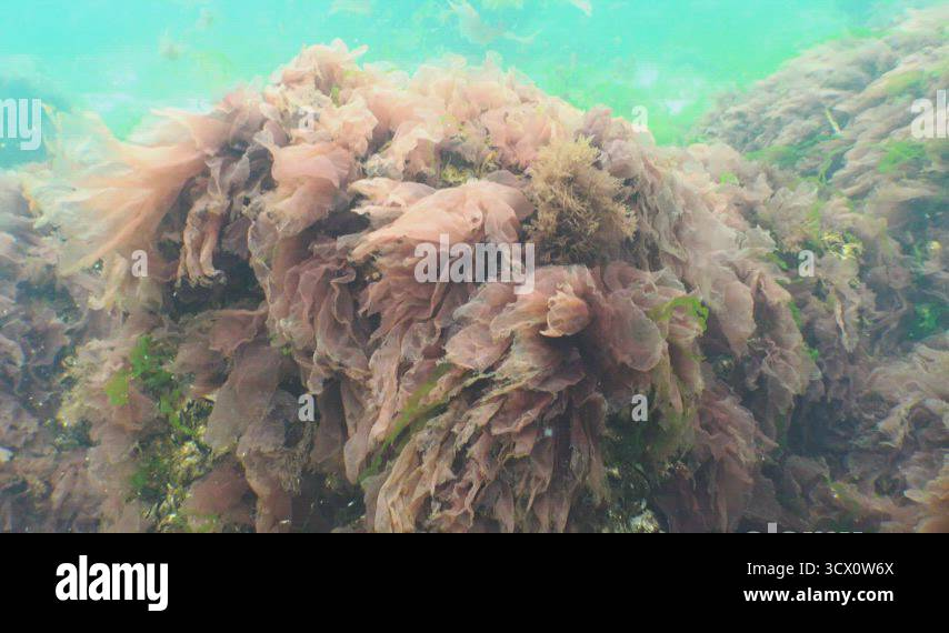 Black Sea flora. Red algae (Porphira leucosticta, Ceramium sp ...