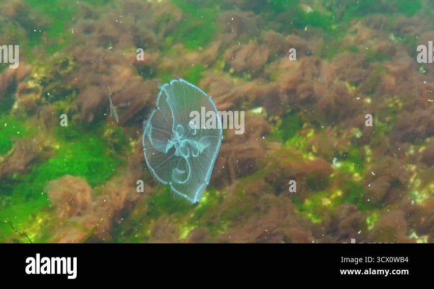 Black Sea fauna. Aurelia aurita (also called the moon jelly, moon ...