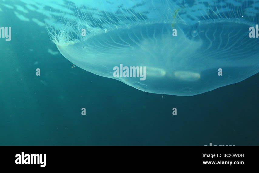 Black Sea fauna. Aurelia aurita ( moon jelly, moon jellyfish, common ...