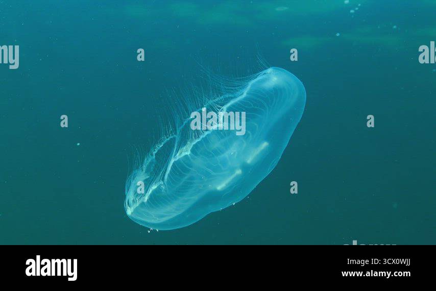 Black Sea fauna. Aurelia aurita ( moon jelly, moon jellyfish, common ...