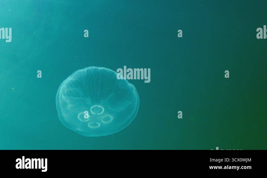 Black Sea fauna. Aurelia aurita ( moon jelly, moon jellyfish, common ...