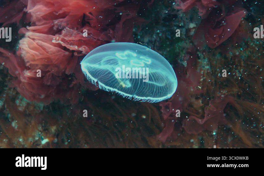 Black Sea fauna. Aurelia aurita ( moon jelly, moon jellyfish, common ...