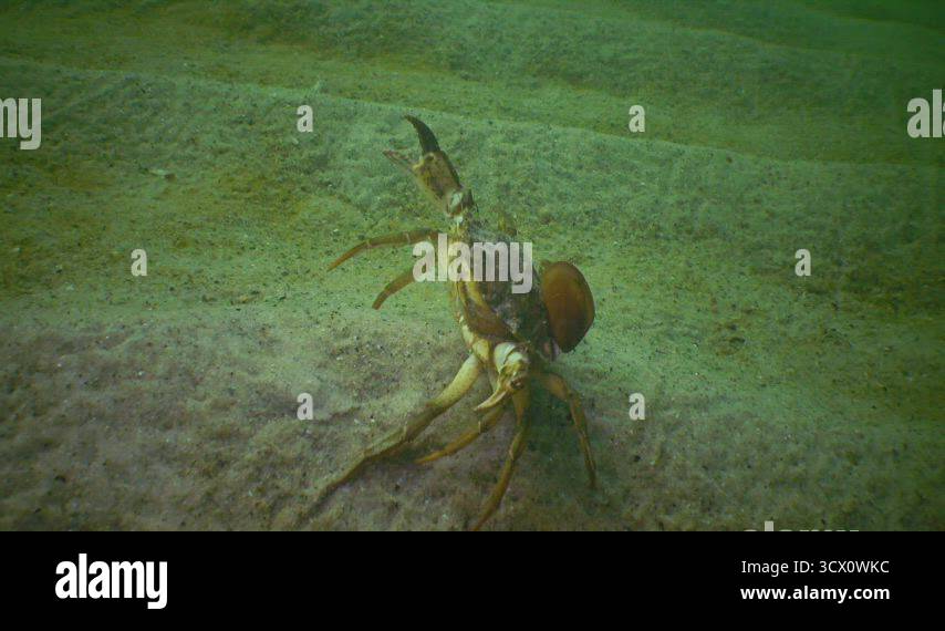 Large herbal crab, male. Green crab (Carcinus maenas). Invasive species ...