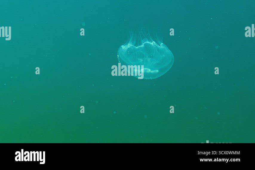 Black Sea fauna. Aurelia aurita ( moon jelly, moon jellyfish, common ...