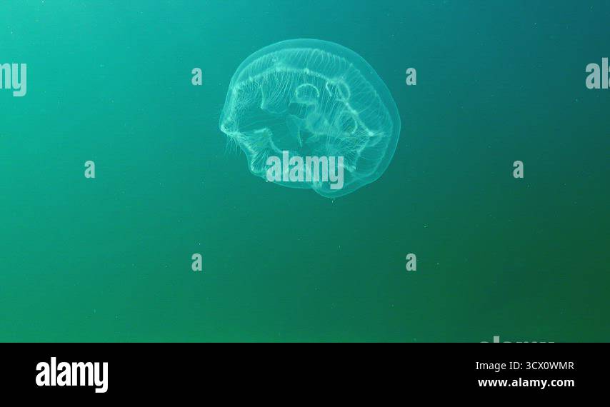 Black Sea fauna. Aurelia aurita ( moon jelly, moon jellyfish, common ...