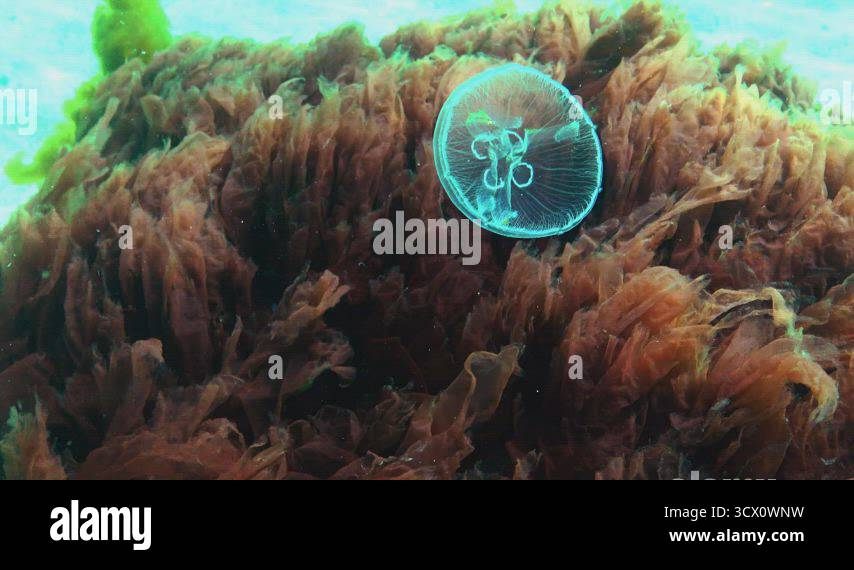 Black Sea fauna. Aurelia aurita ( moon jelly, moon jellyfish, common ...