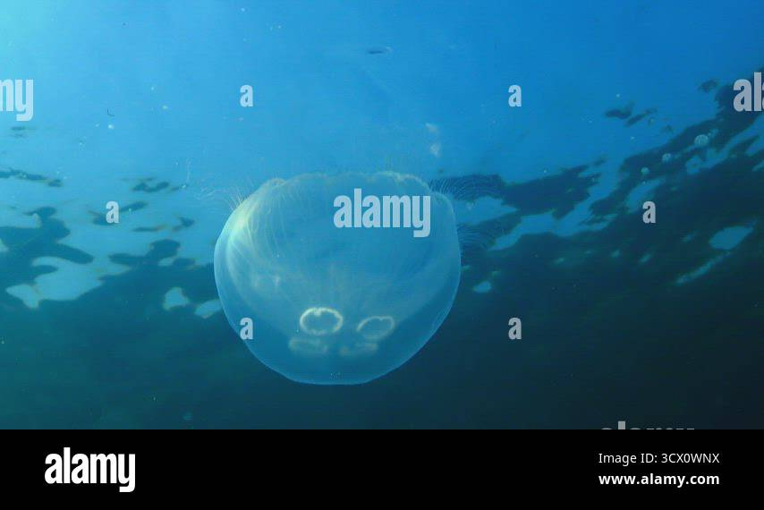 Black Sea fauna. Aurelia aurita ( moon jelly, moon jellyfish, common ...