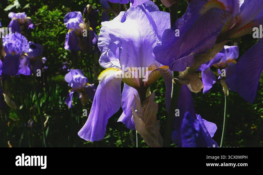 German iris violet flower on the wind (iris germanica Stock Video ...