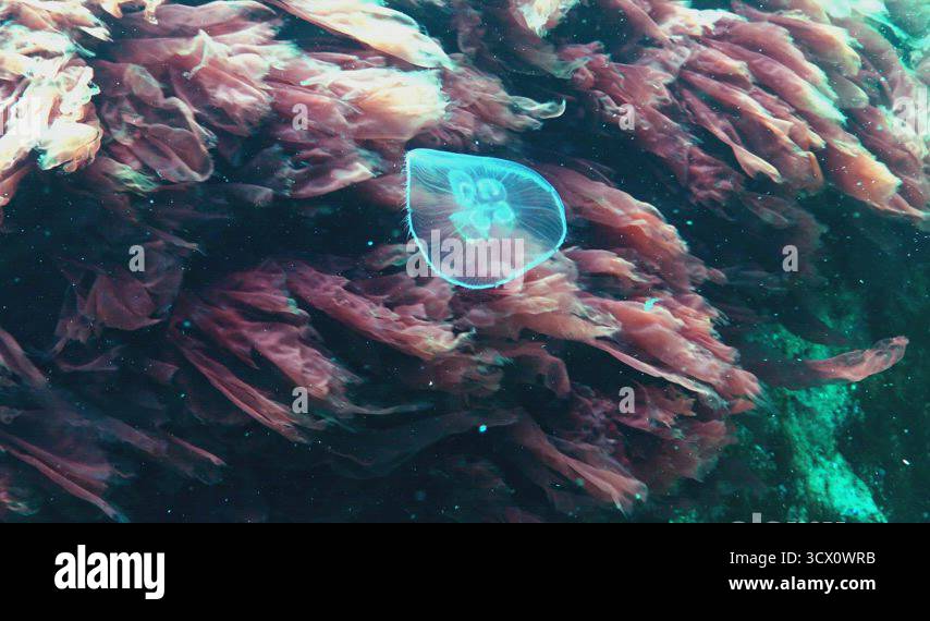 Black Sea fauna. Aurelia aurita ( moon jelly, moon jellyfish, common ...