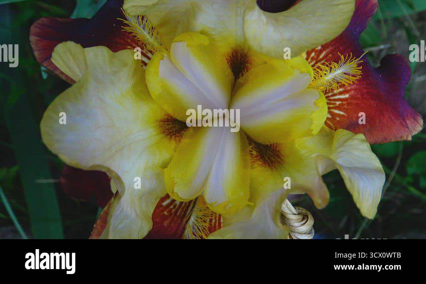 (iris germanica) flower plant shallow footage Stock Video Footage - Alamy