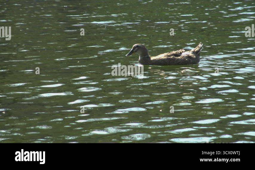 The duck mallard floats on the water, the glare of the water, the ...