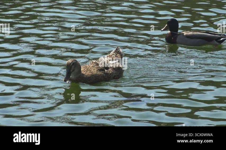 The duck mallard floats on the water, the glare of the water, the ...