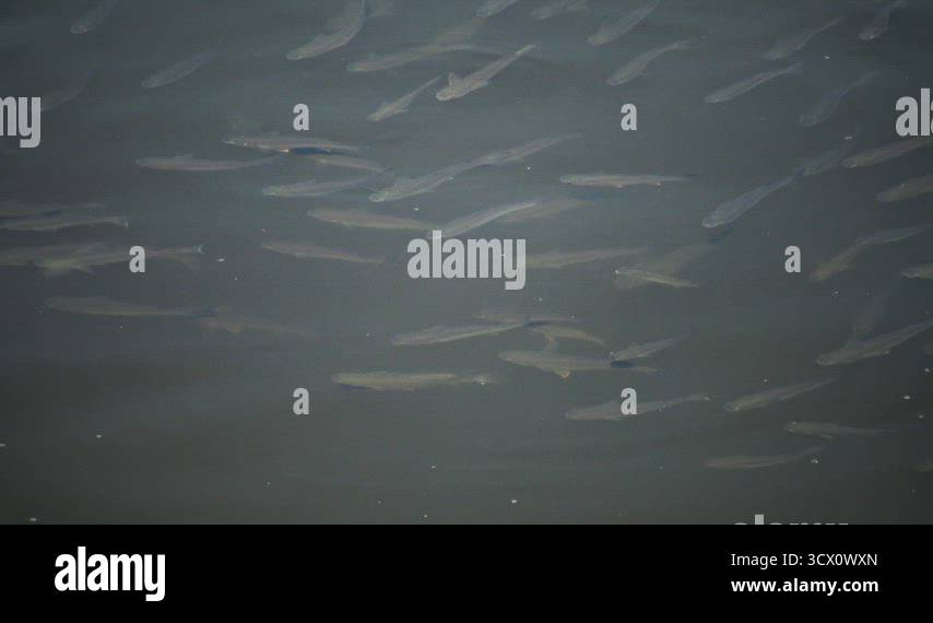 The so-iuy mullet (Liza haematocheilus), also known as the haarder ...