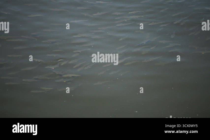 The so-iuy mullet (Liza haematocheilus), also known as the haarder ...