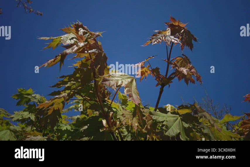 The leaves of the maple crochet in the wind. Beautiful summer green ...