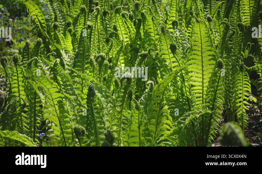 Ferns sword fern Stock Videos & Footage - HD and 4K Video Clips - Alamy