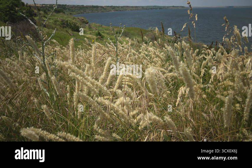 Untouched wild nature, grass on the slopes of the Hadzhibey estuary ...
