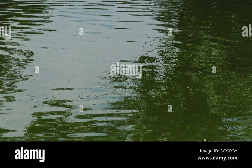 Reflection of clouds, trees, birds in the water, glare on the water ...