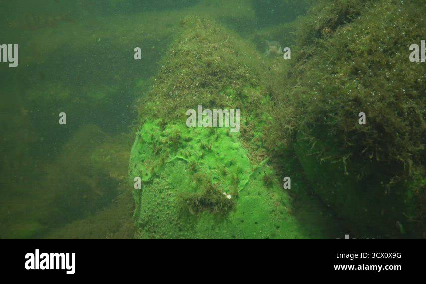 Spongilla lacustris is a species of sponge of the freshwater sponge ...