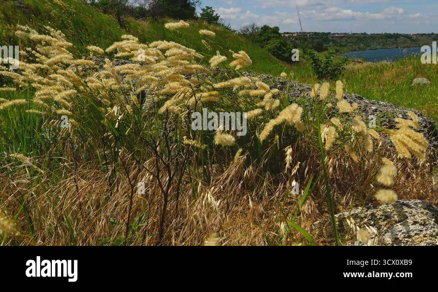 Untouched wild nature, grass on the slopes of the Hadzhibey estuary ...