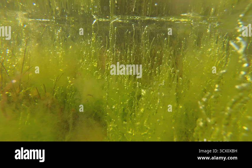 Green algae (Enteromorpha) at a shallow depth in the liman.Tiligulsky ...