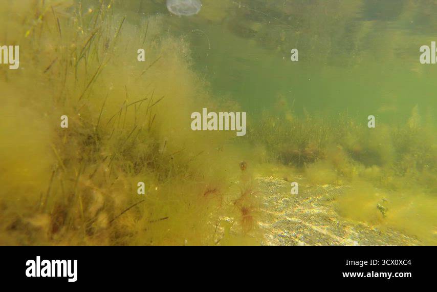 Green algae, small fish and shellfish on the bottom at a shallow depth ...
