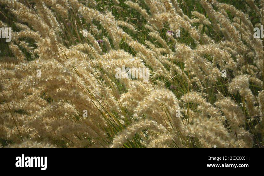 Untouched wild nature, grass on the slopes of the Hadzhibey estuary ...