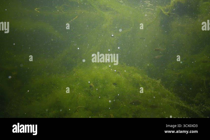 Air bubbles in algae Stock Videos & Footage - HD and 4K Video Clips - Alamy