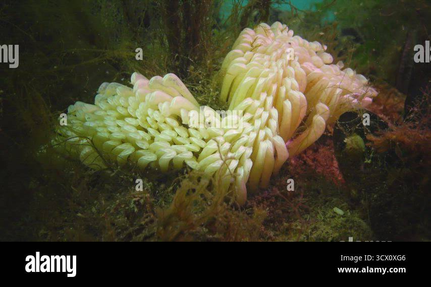 Cocoons of the predatory mollusk, the invader in the Black Sea of ...
