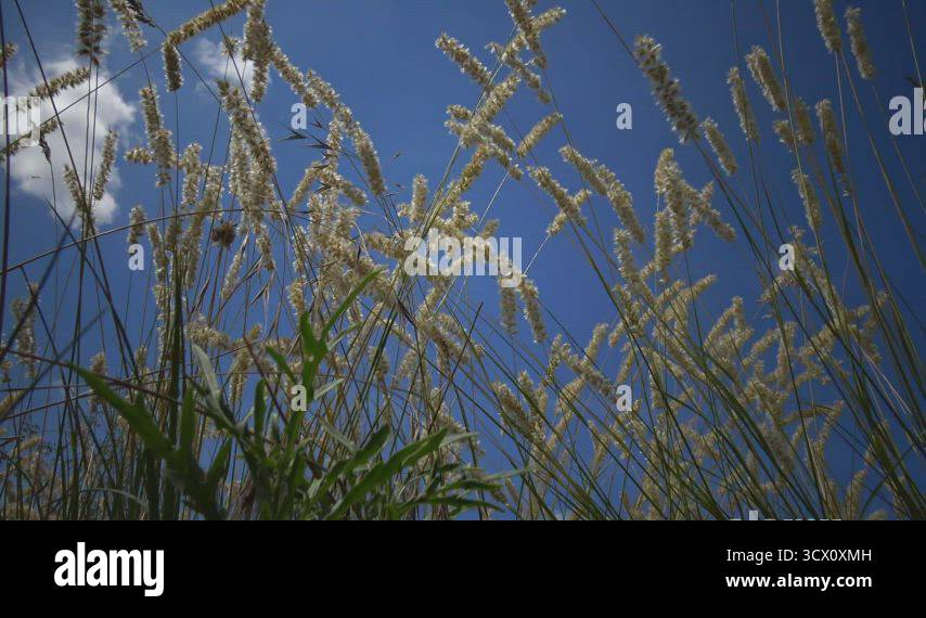Untouched wild nature, grass on the slopes of the Hadzhibey estuary ...