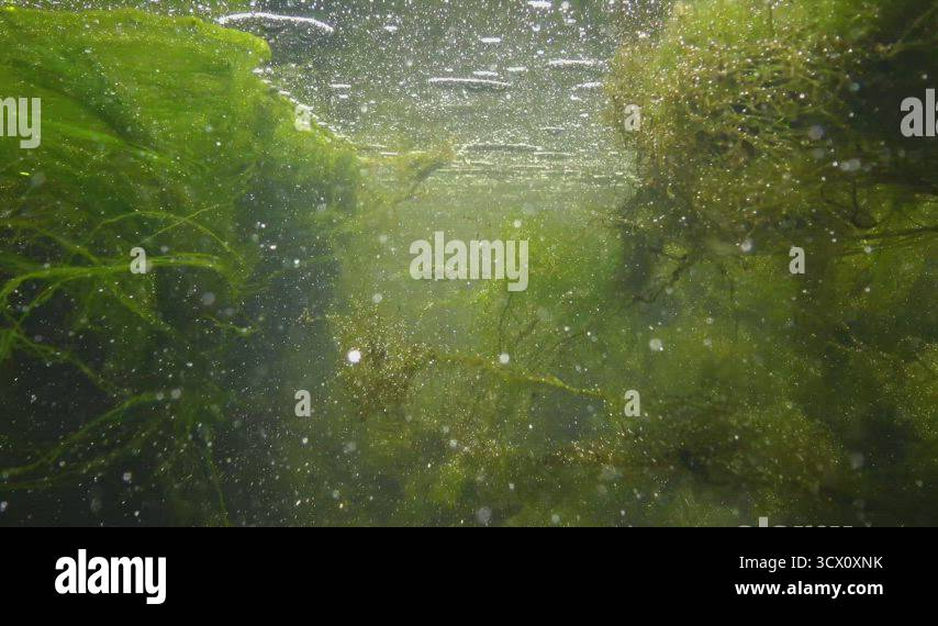 The camera moves against the water. Fresh water flows. Algae in fast ...