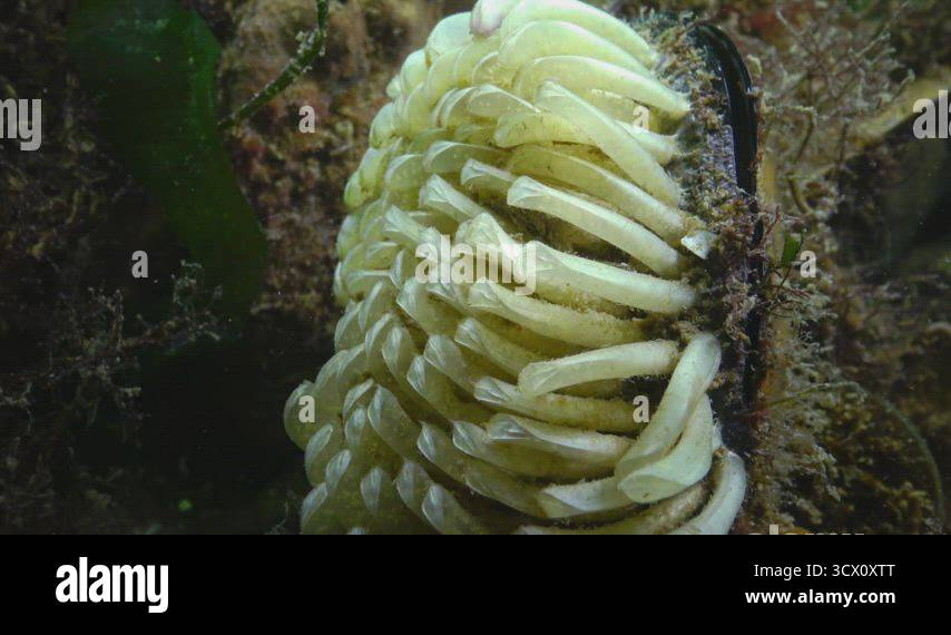 Cocoons of the predatory mollusk Rapana venosa, the invader in the ...