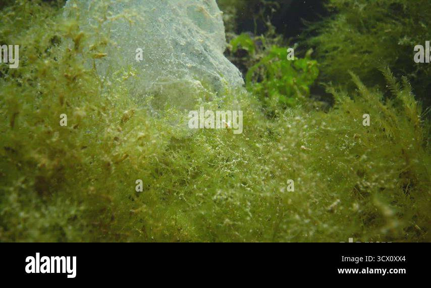 Reproduction of sea worms, polychaetes. Eggs of polychaetes in the ...