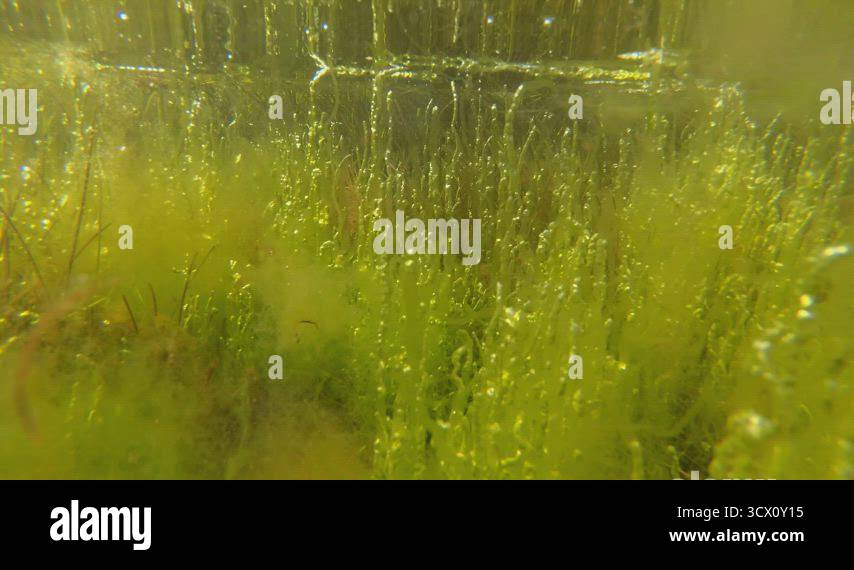 Green algae (Enteromorpha) at a shallow depth in the liman.Tiligulsky ...