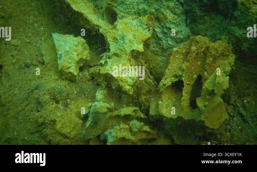 Pholas dactylus or common piddock is a bioluminescent clam-like species ...