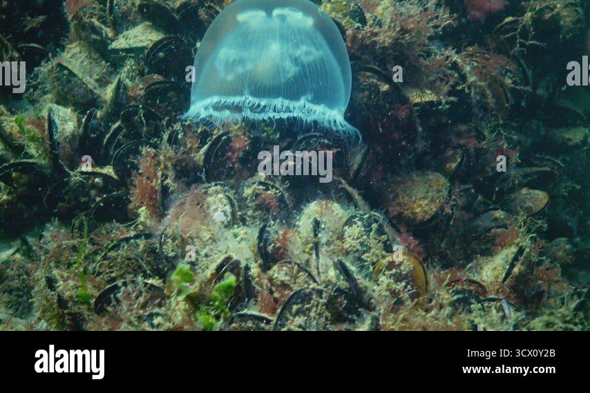 Black Sea fauna. Aurelia aurita (also called the moon jelly, moon ...