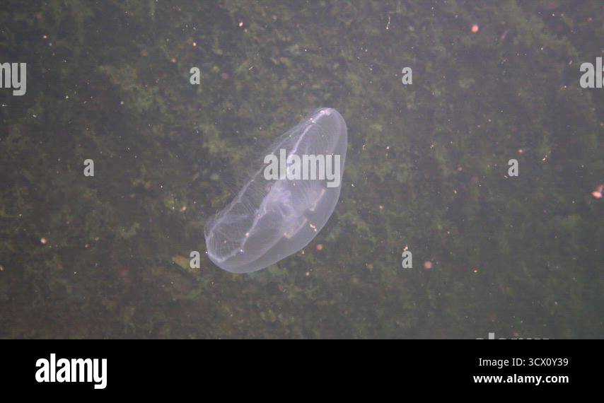 A jellyfish floating in the water column. Aurelia aurita (also called ...