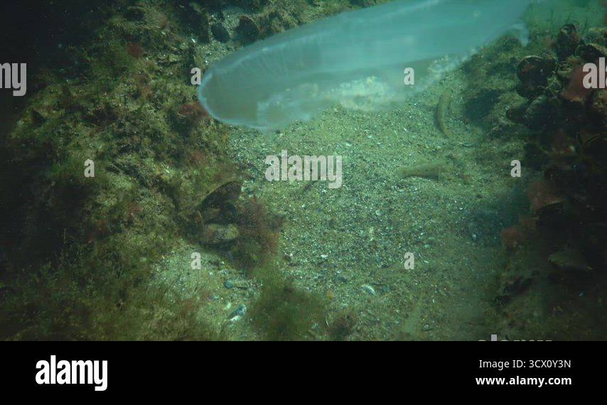 Black Sea fauna. Aurelia aurita (also called the moon jelly, moon ...