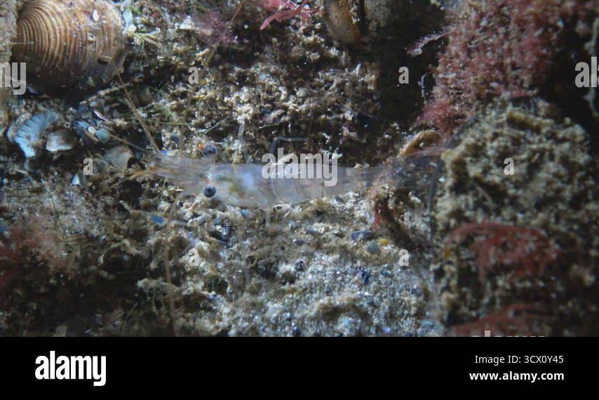 Shrimp stone Palaemon. Palaemon elegans, video footage at night Stock ...