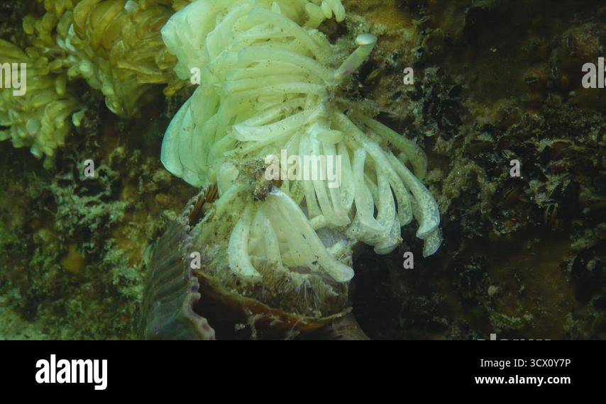 Cocoons of the predatory mollusk Rapana venosa, the invader in the ...