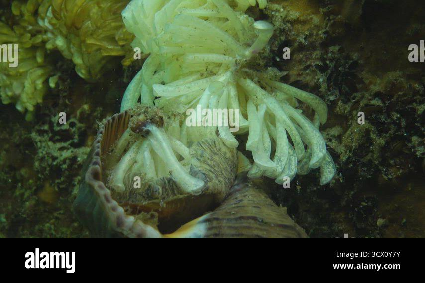 Cocoons of the predatory mollusk Rapana venosa, the invader in the ...