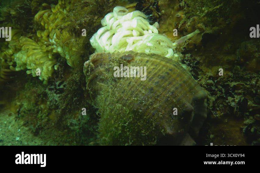 Cocoons of the predatory mollusk Rapana venosa, the invader in the ...