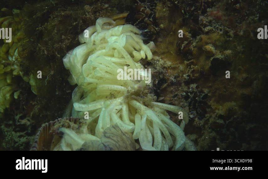 Cocoons of the predatory mollusk Rapana venosa, the invader in the ...