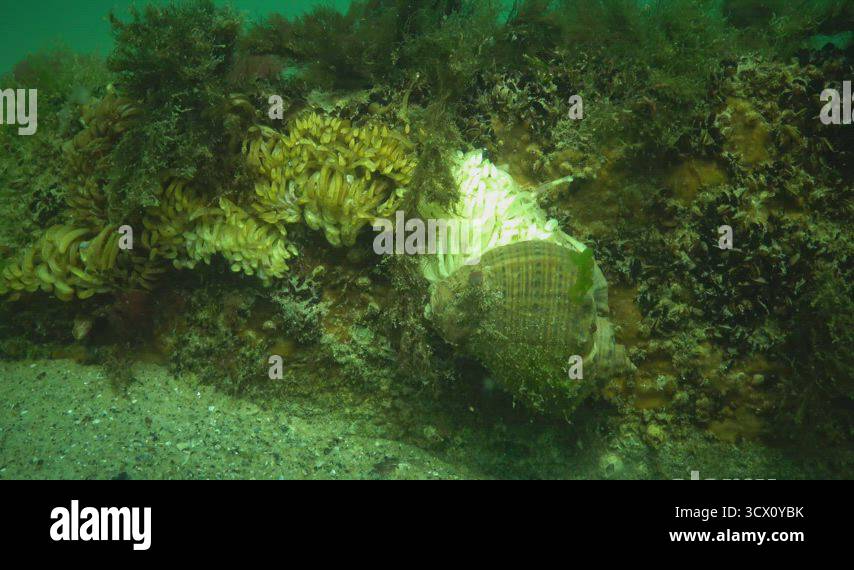 Cocoons of the predatory mollusk Rapana venosa, the invader in the ...