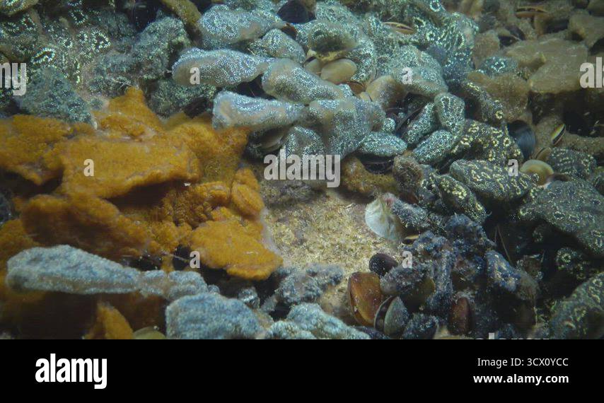 Botryllus schlosseri, commonly known as the star ascidian or golden ...
