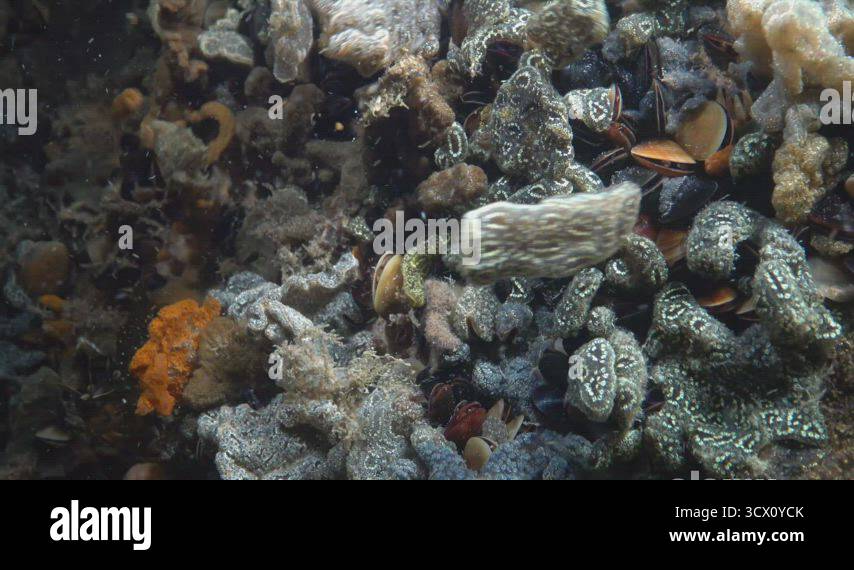Botryllus schlosseri, commonly known as the star ascidian or golden ...