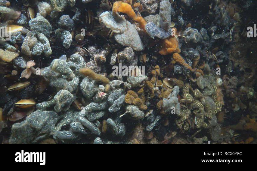 Botryllus schlosseri, commonly known as the star ascidian or golden ...